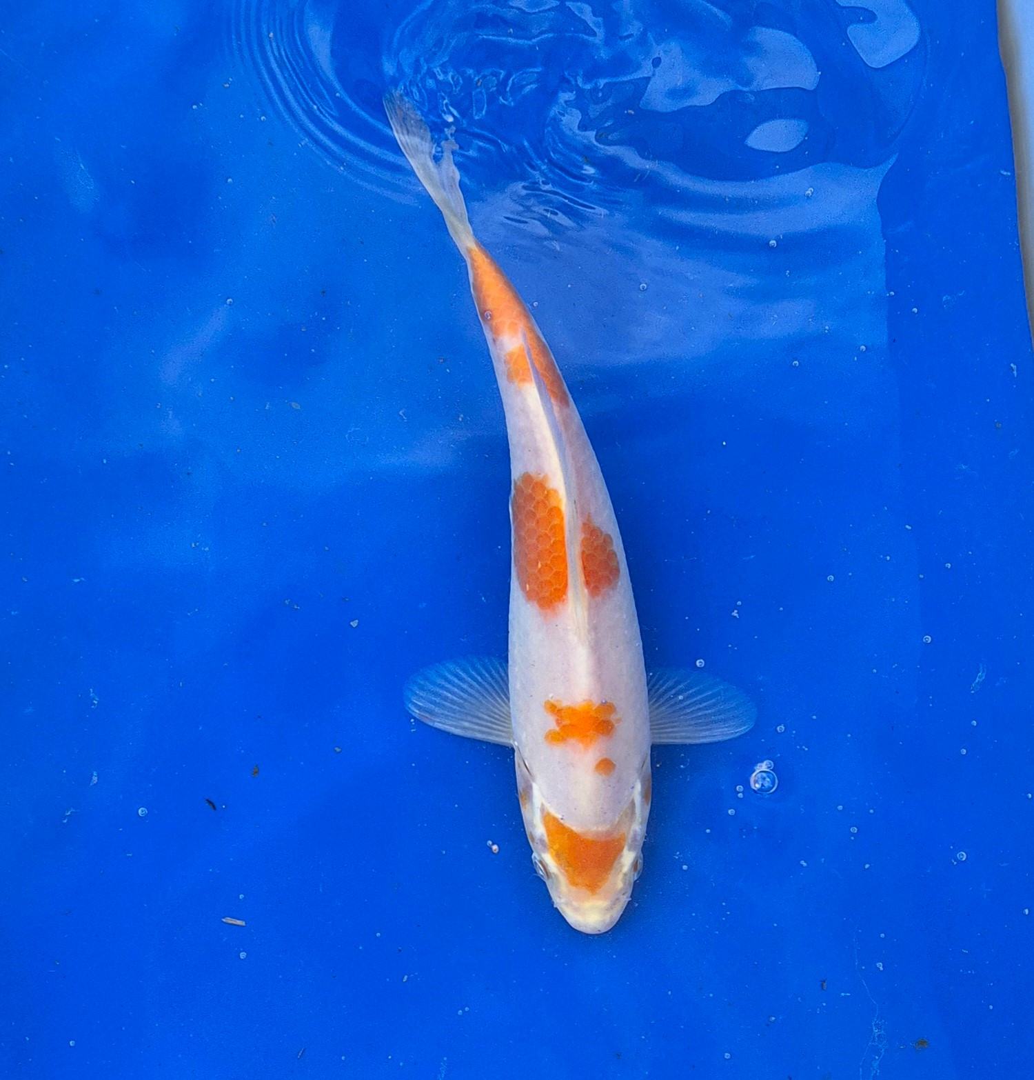 KOI šaran 22cm