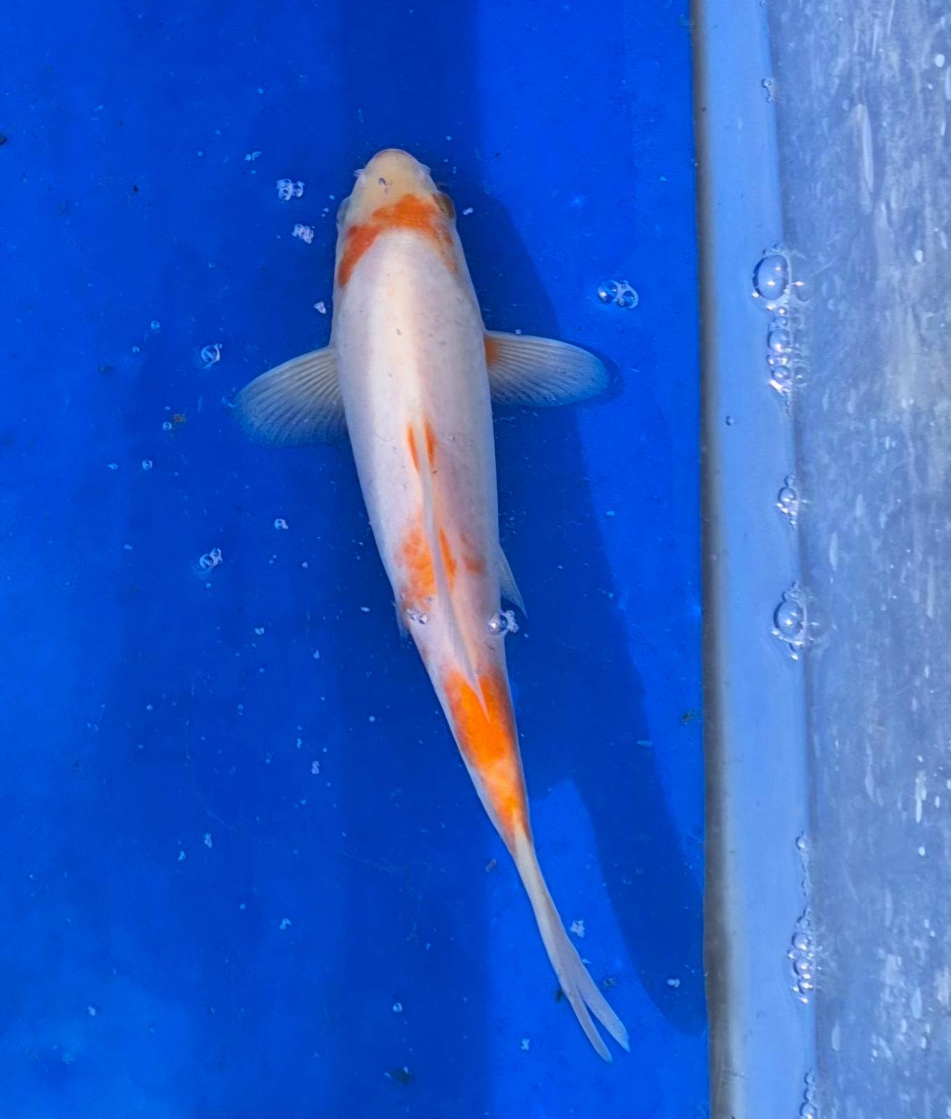 KOI šaran 22cm