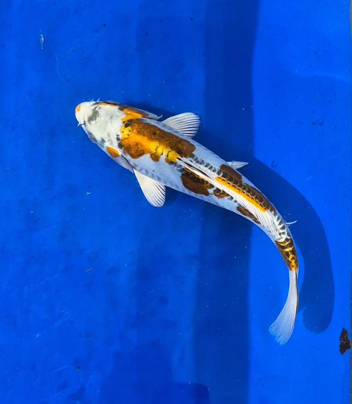 KOI šaran 23cm