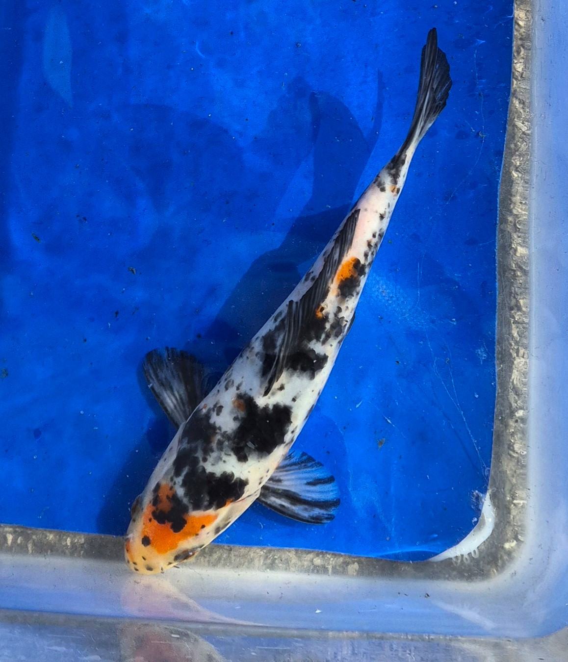 KOI šaran 23cm