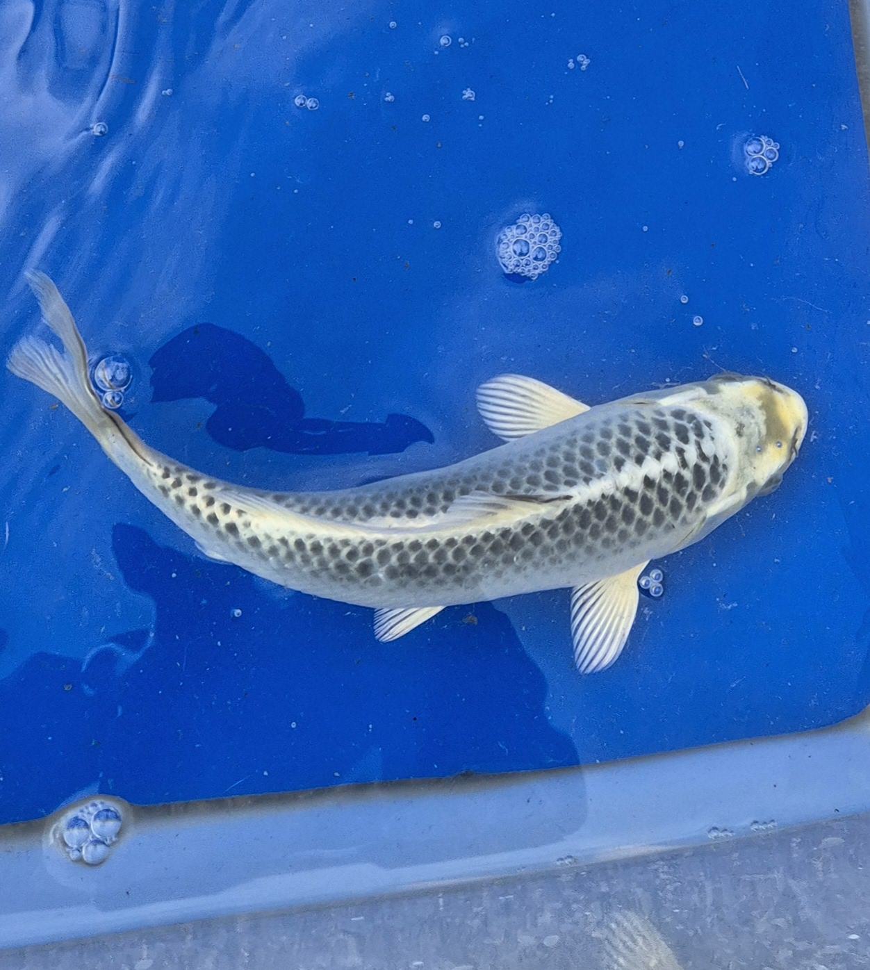 KOI šaran 30cm