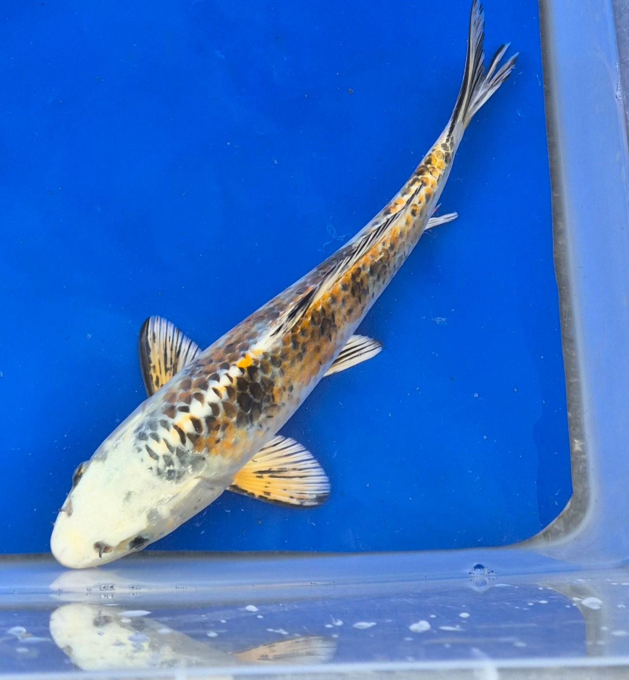 KOI šaran 28cm