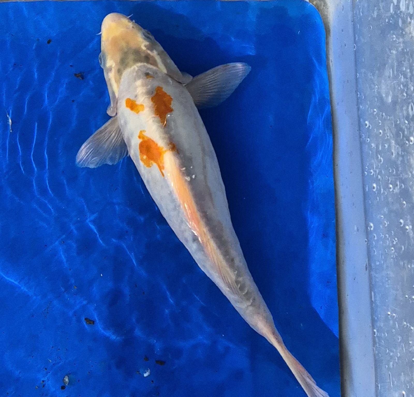 KOI šaran 30cm