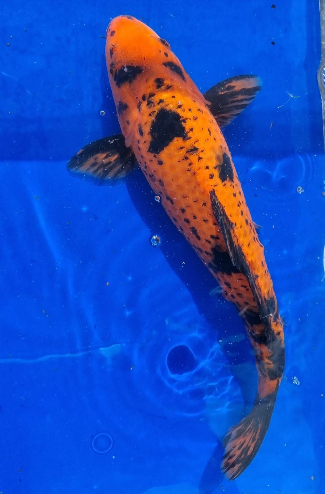 Koi šaran ~35cm