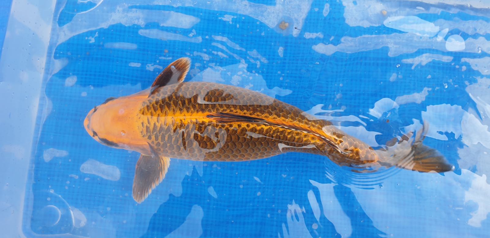 Koi šaran, prodaja! 36 cm veličine - 300 kn!!