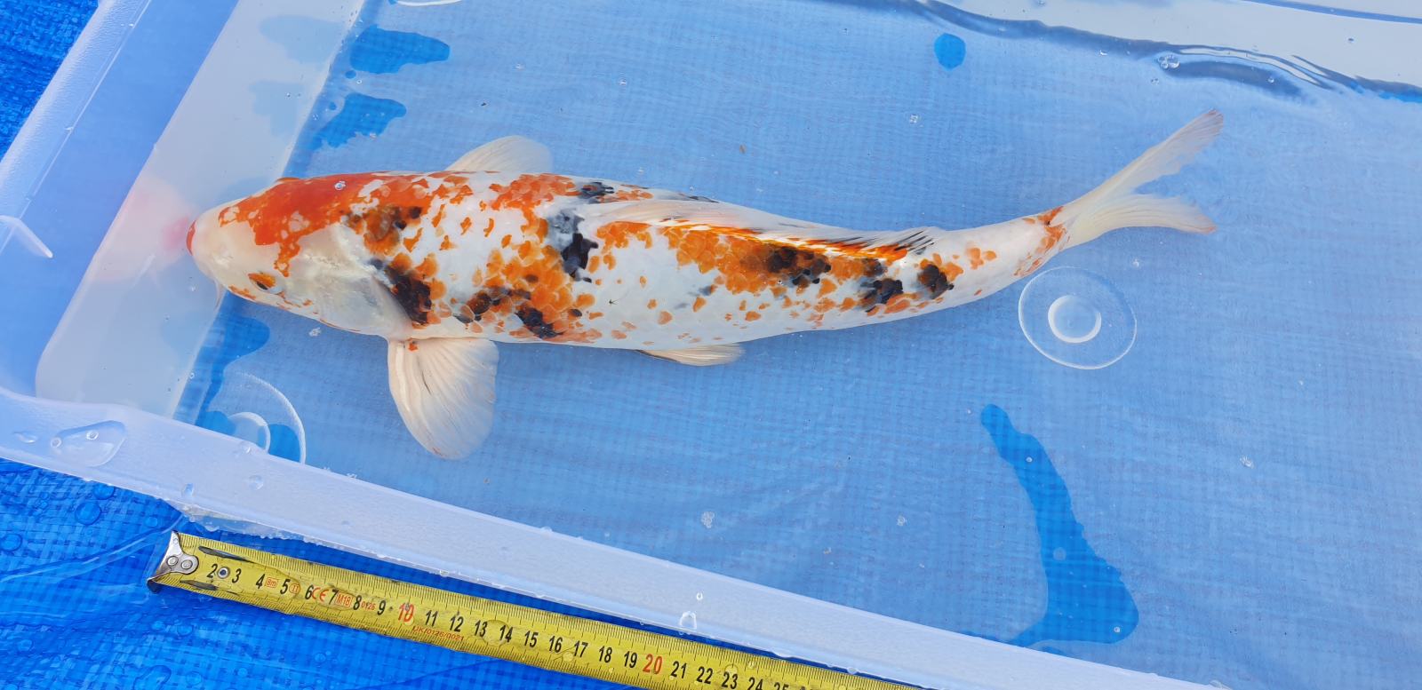 Koi šaran, prodaja! 40 cm veličine - 300 kn!!