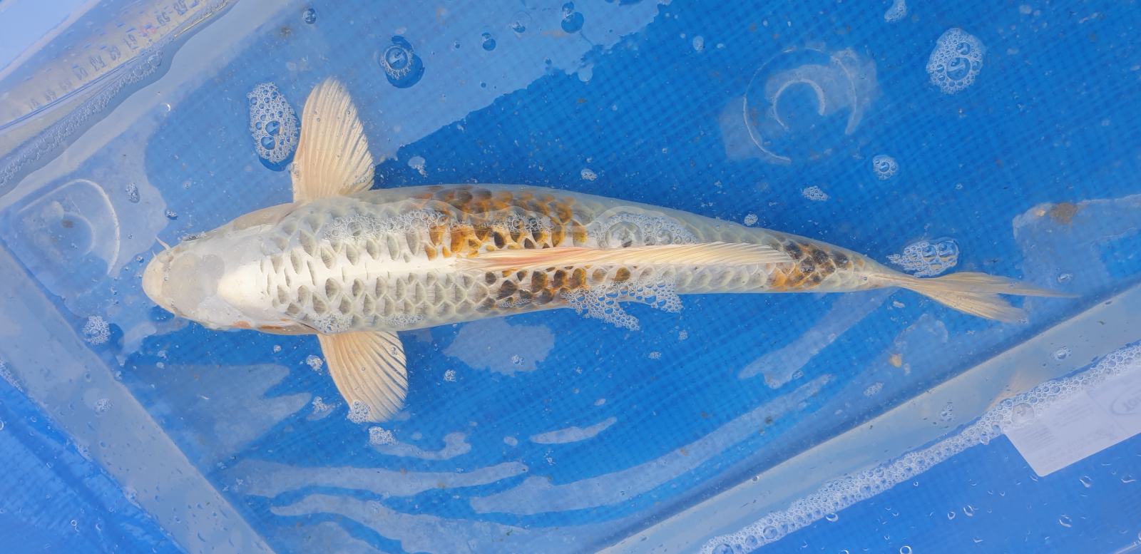 Koi šaran, prodaja! 42 cm veličine - 150 kn!!