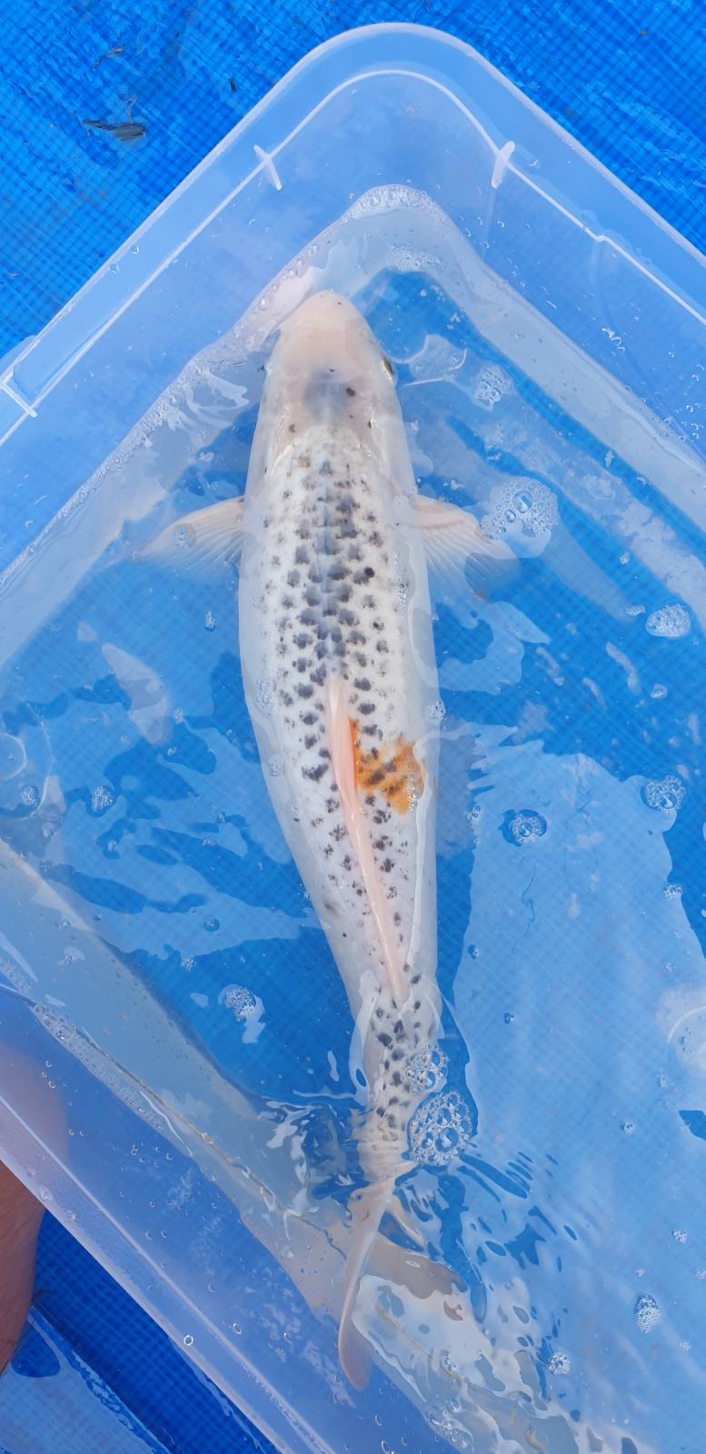 Koi šaran, prodaja! 44 cm veličine - 150 kn!!