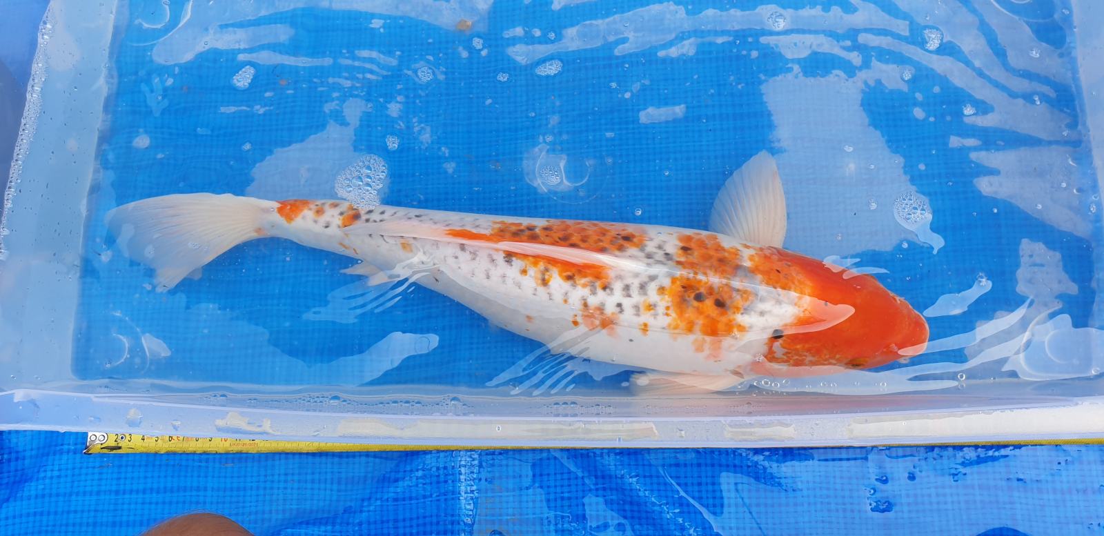 Koi šaran, prodaja! 52 cm veličine - 300 kn!!