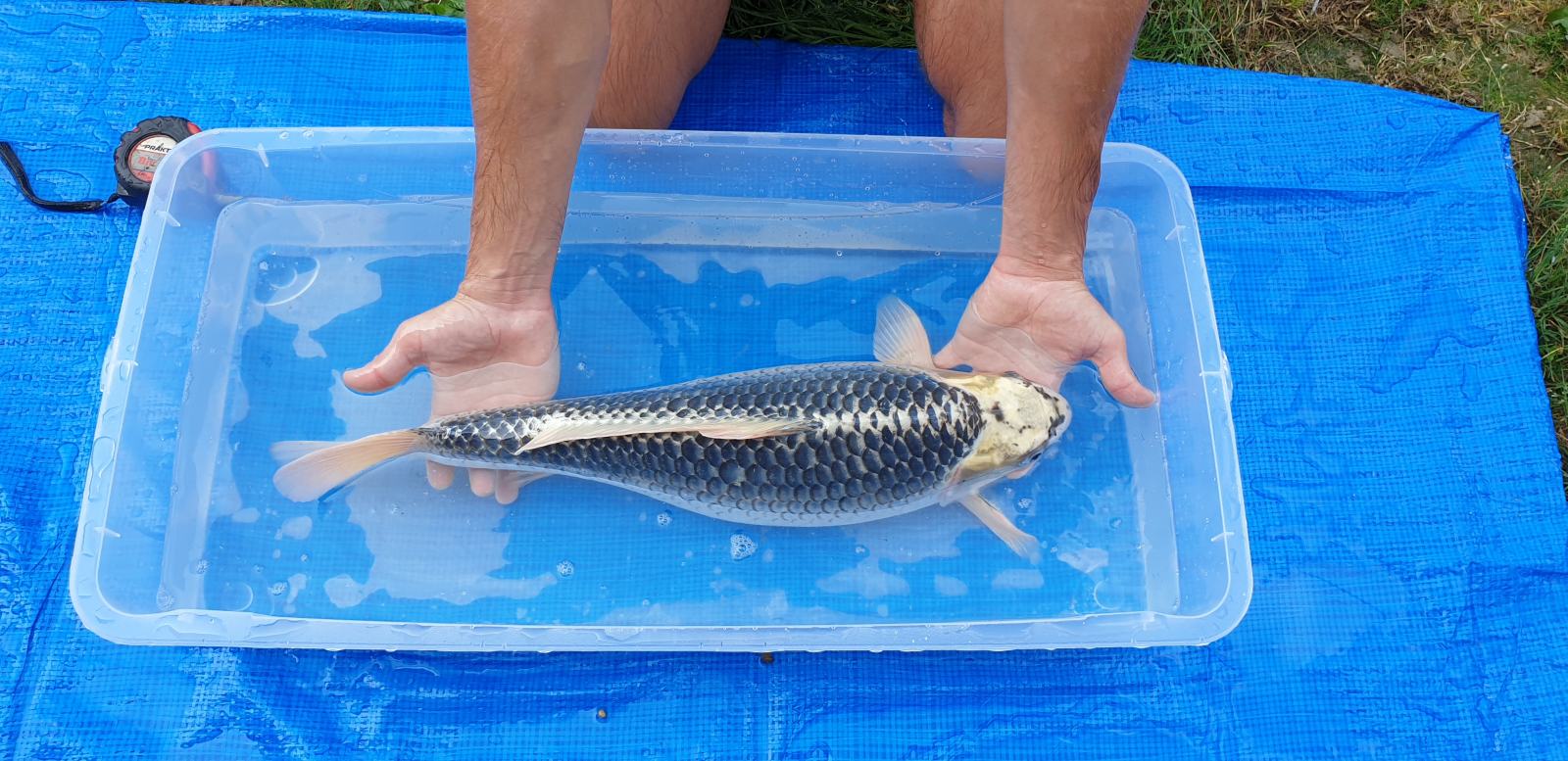 Koi šaran, prodaja! 58 cm veličine - cijena nije fiksna!!
