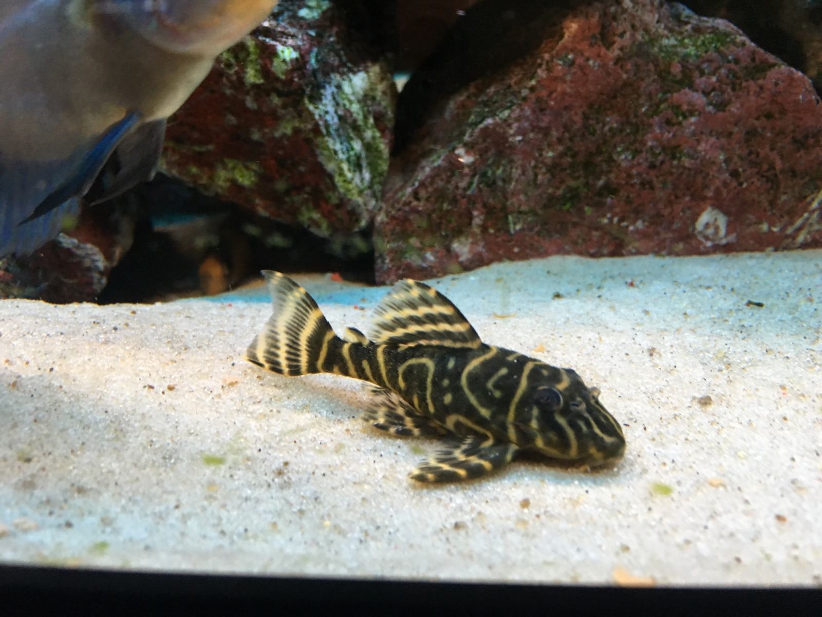 Kolumbijski Zebra Pleco L129