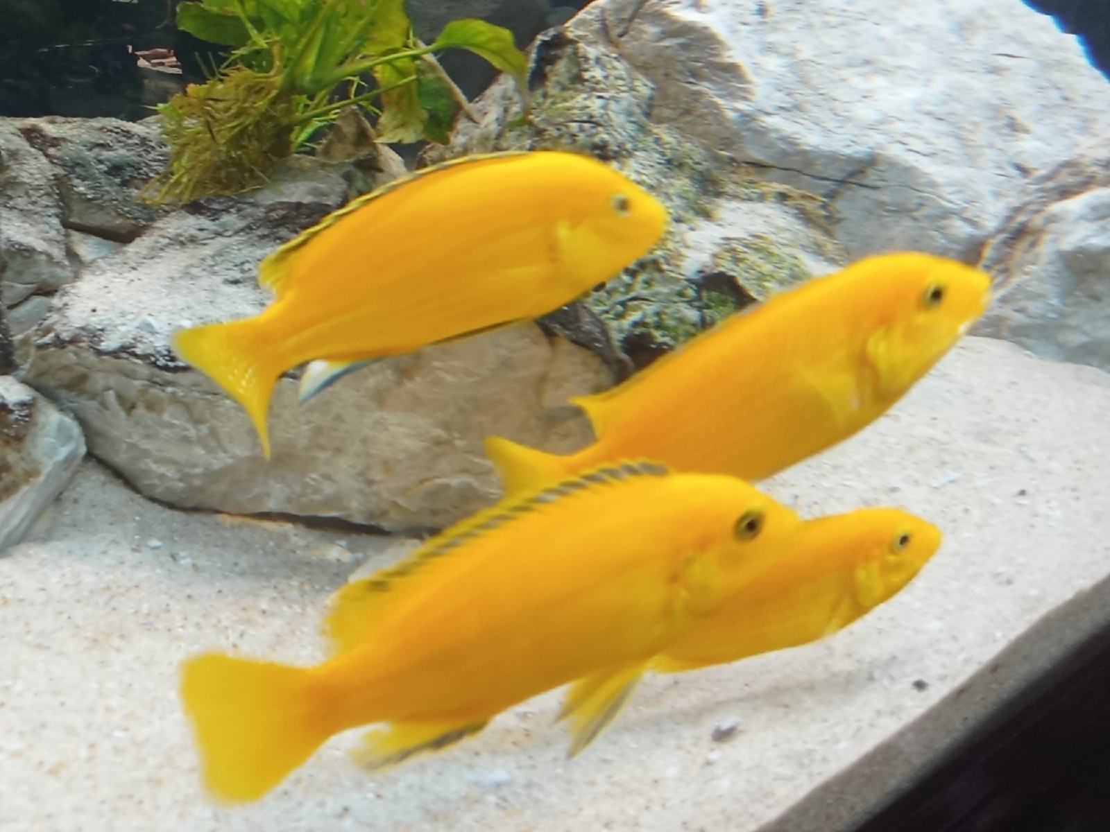 Akvarijske ribice - Malawi ciklidi - Labidochromis caeruleus
