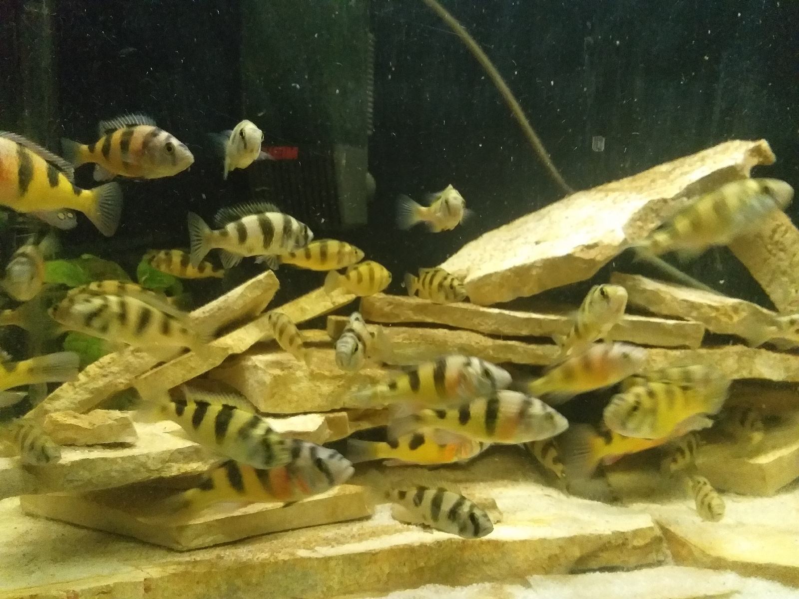Akvarijske ribice - Malawi cilkidi - Astatotilapia latifasciata