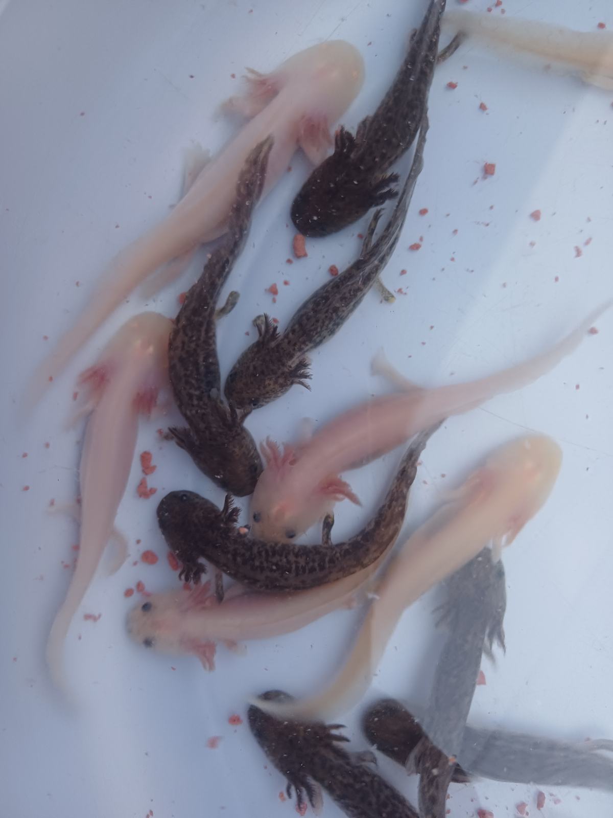 Meksički axolotl (aksolotl)