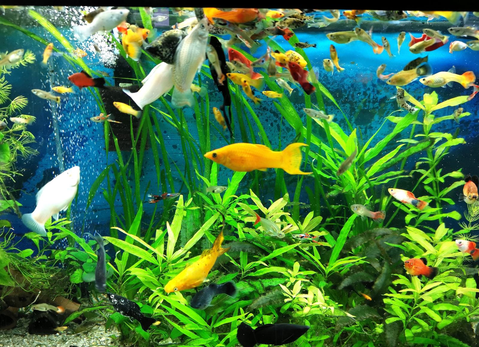 Molly, Švert, Endleri tropske ribice