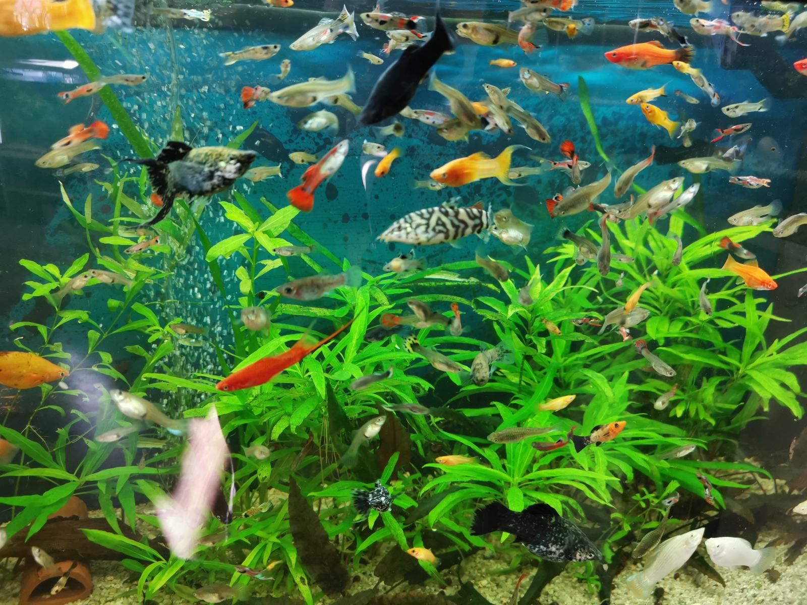 Molly tropske ribice