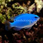 Morske tropske ribe 5 komada i živi kamen