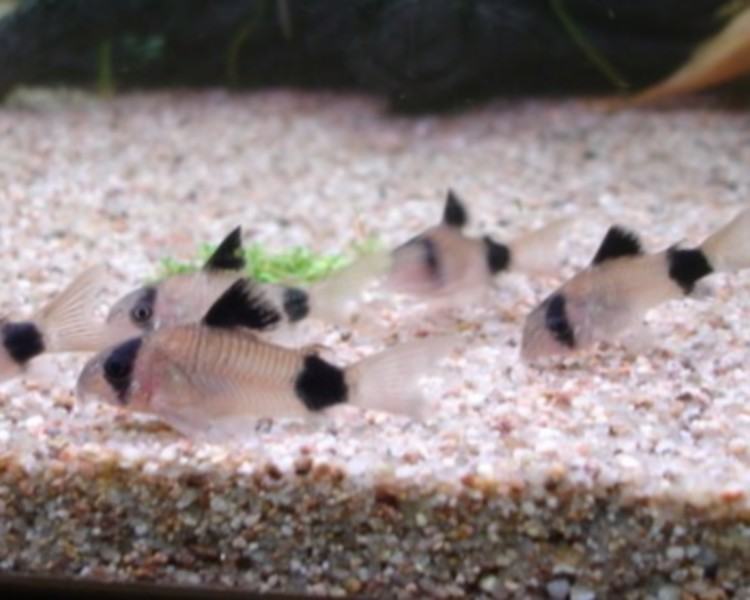 Panda corydoras - mladi 5 kom.