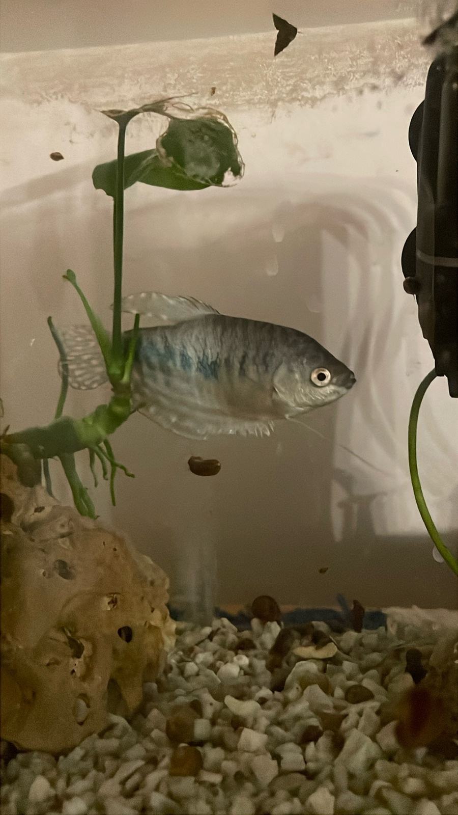 Pearl Gourami