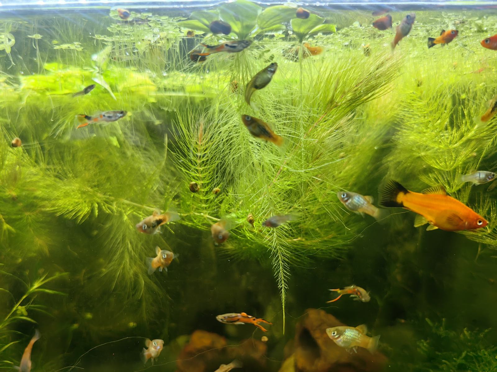 Platy ribice, guppy endleri, živorotke
