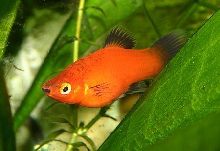 Platy ribice