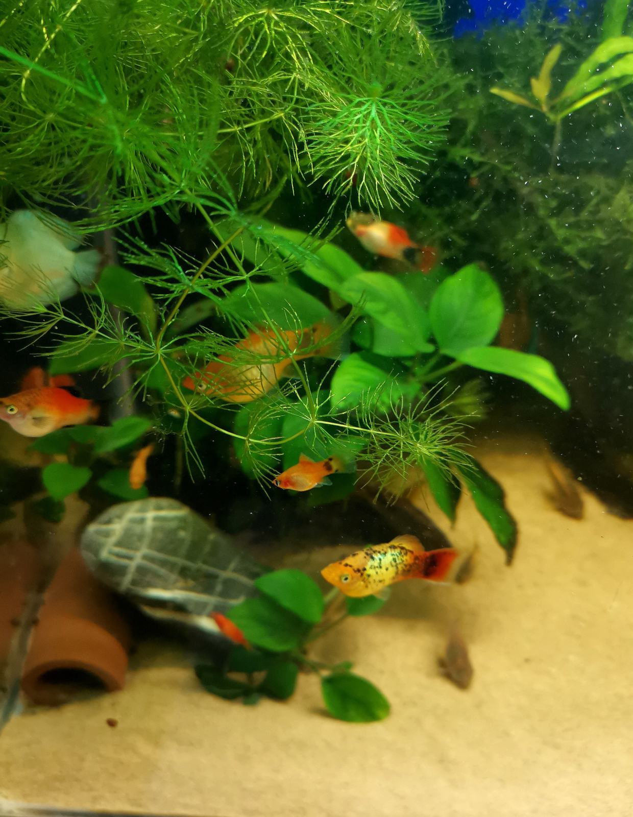 Platy tropske ribice