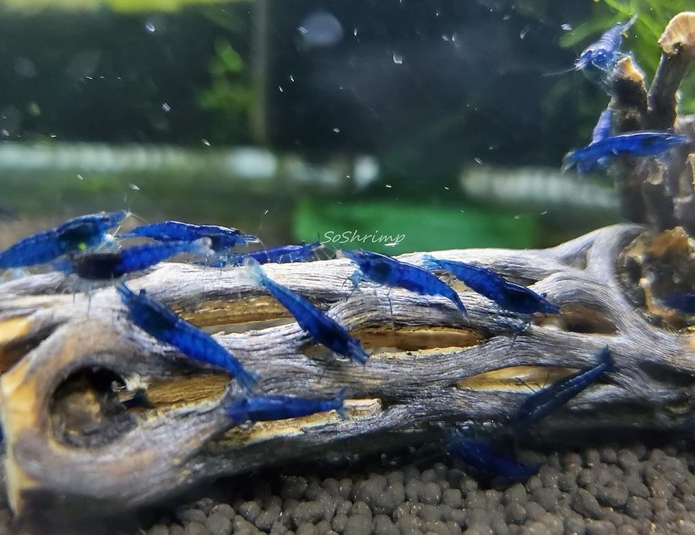 Plave kozice Neocaridina