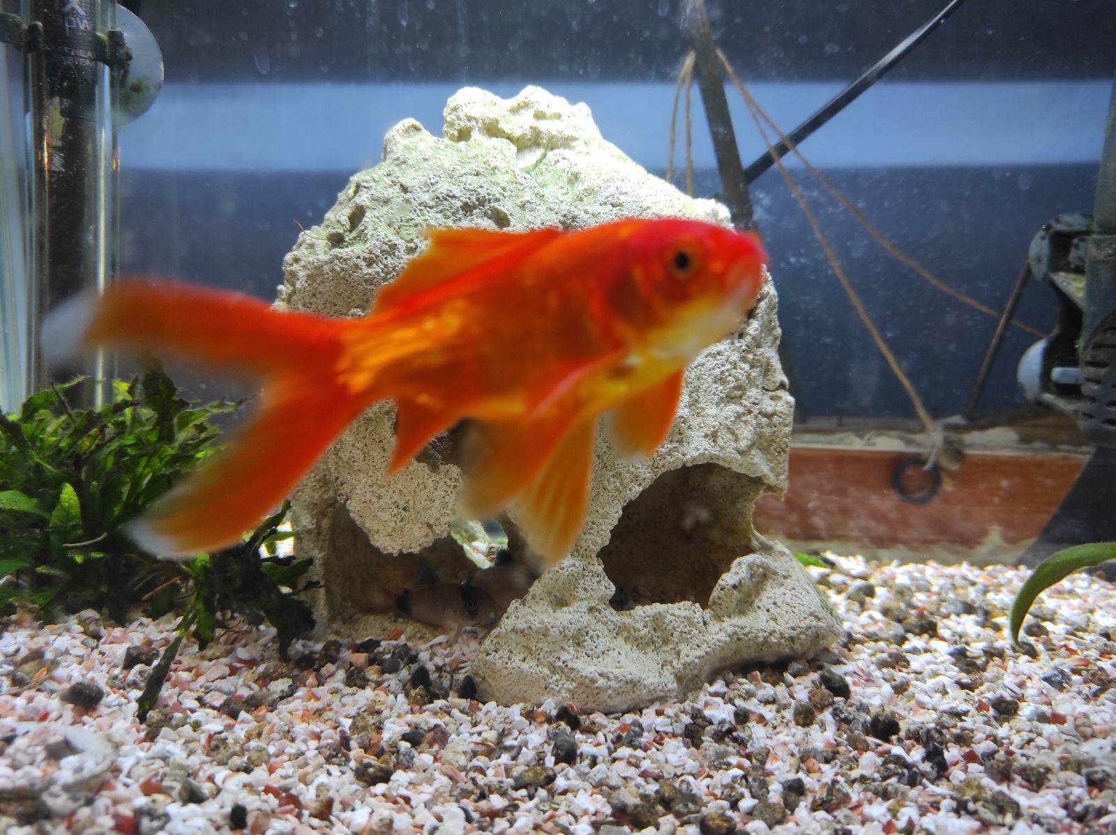 Poklanjam dvije zlatne ribice