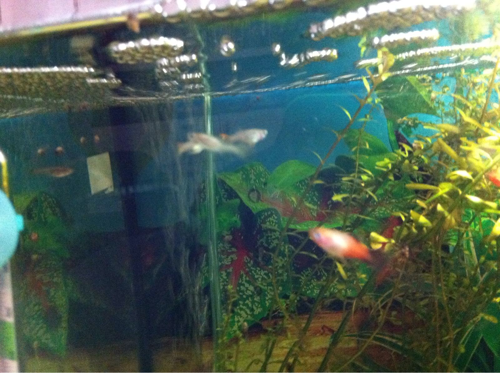 Prodaja guppy i platy Ribica