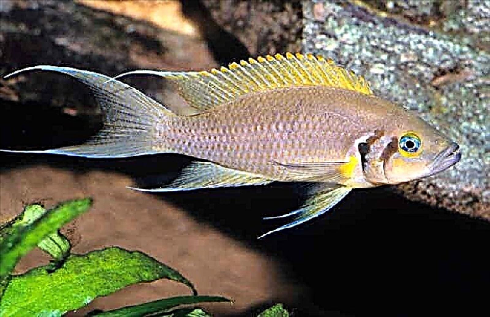 PRODAJEM AKVARIJSKE RIBICE PRINCEZA OD BURUNDIJA