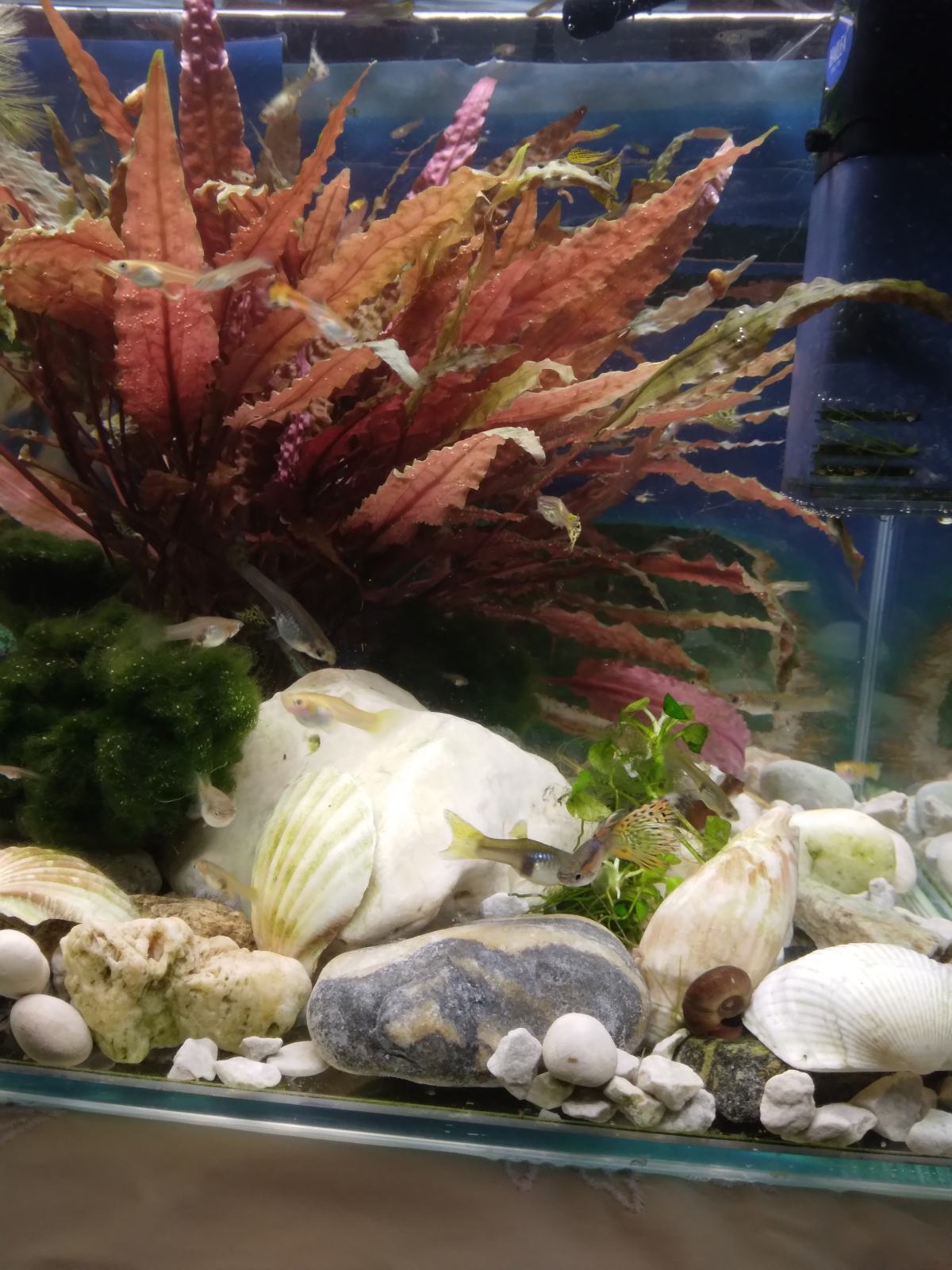 Prodajem guppy ribice za akvarij+ gratis trava za akvarij hitno!