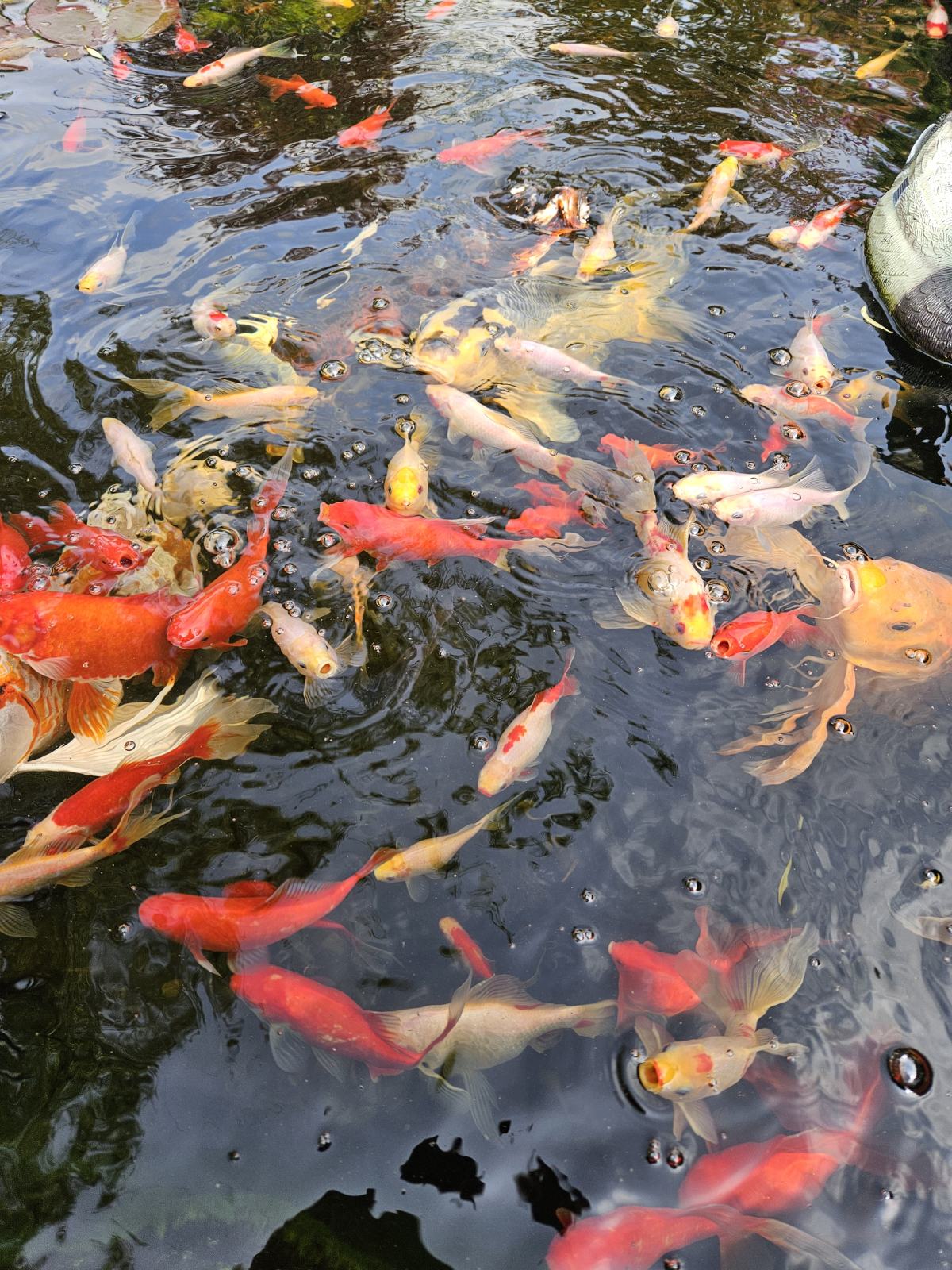 Prodajem karase-zlatne ribice