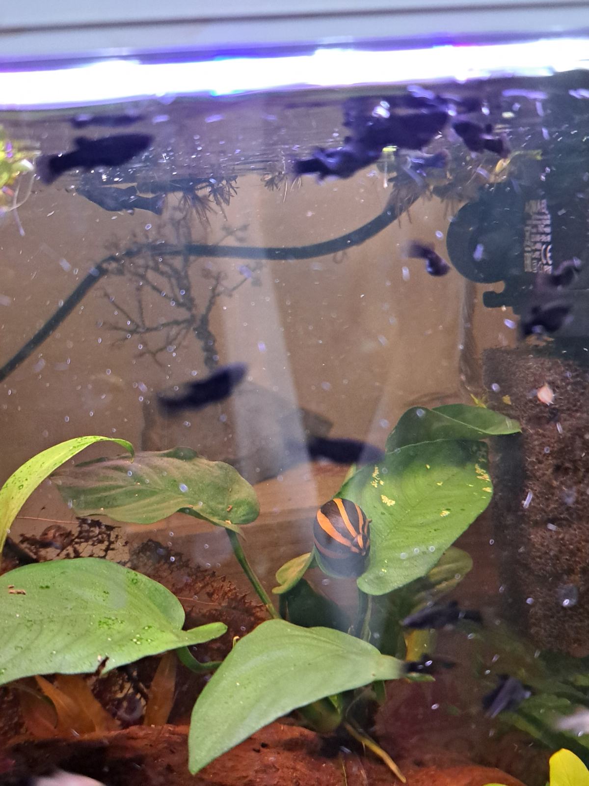 Prodajem molly ribice crne