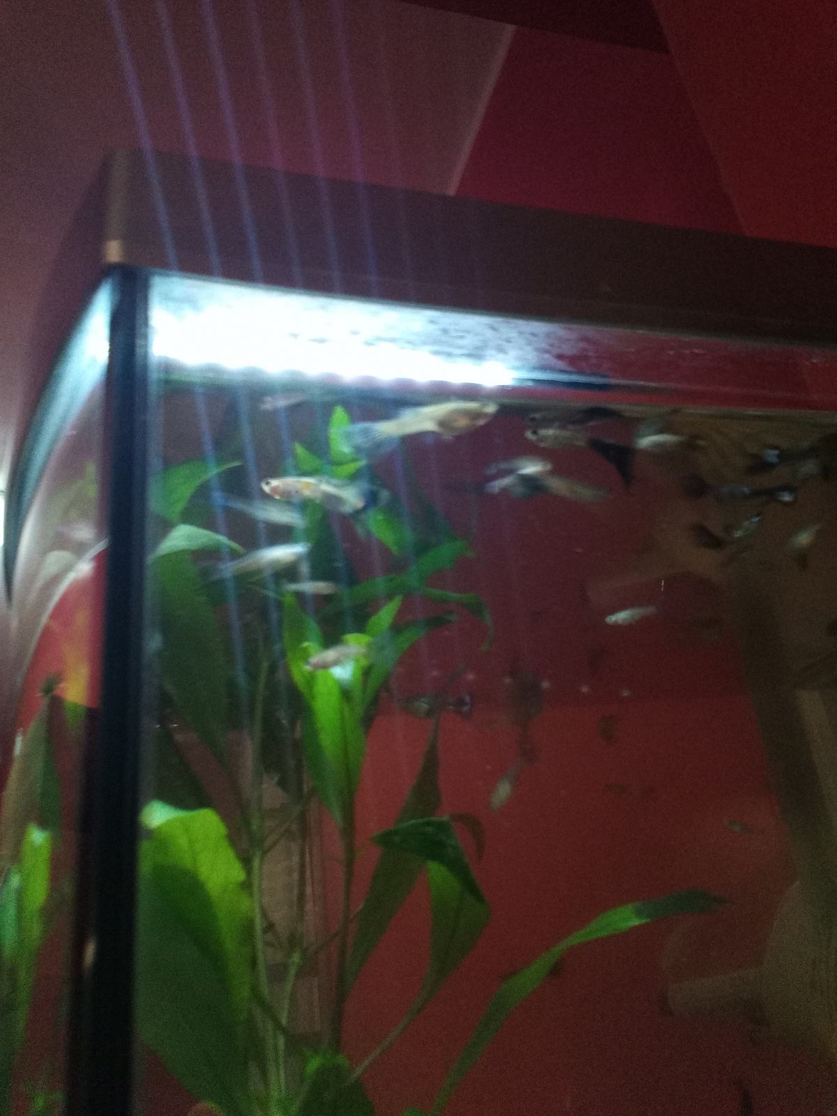 Prodajem ribice gupi