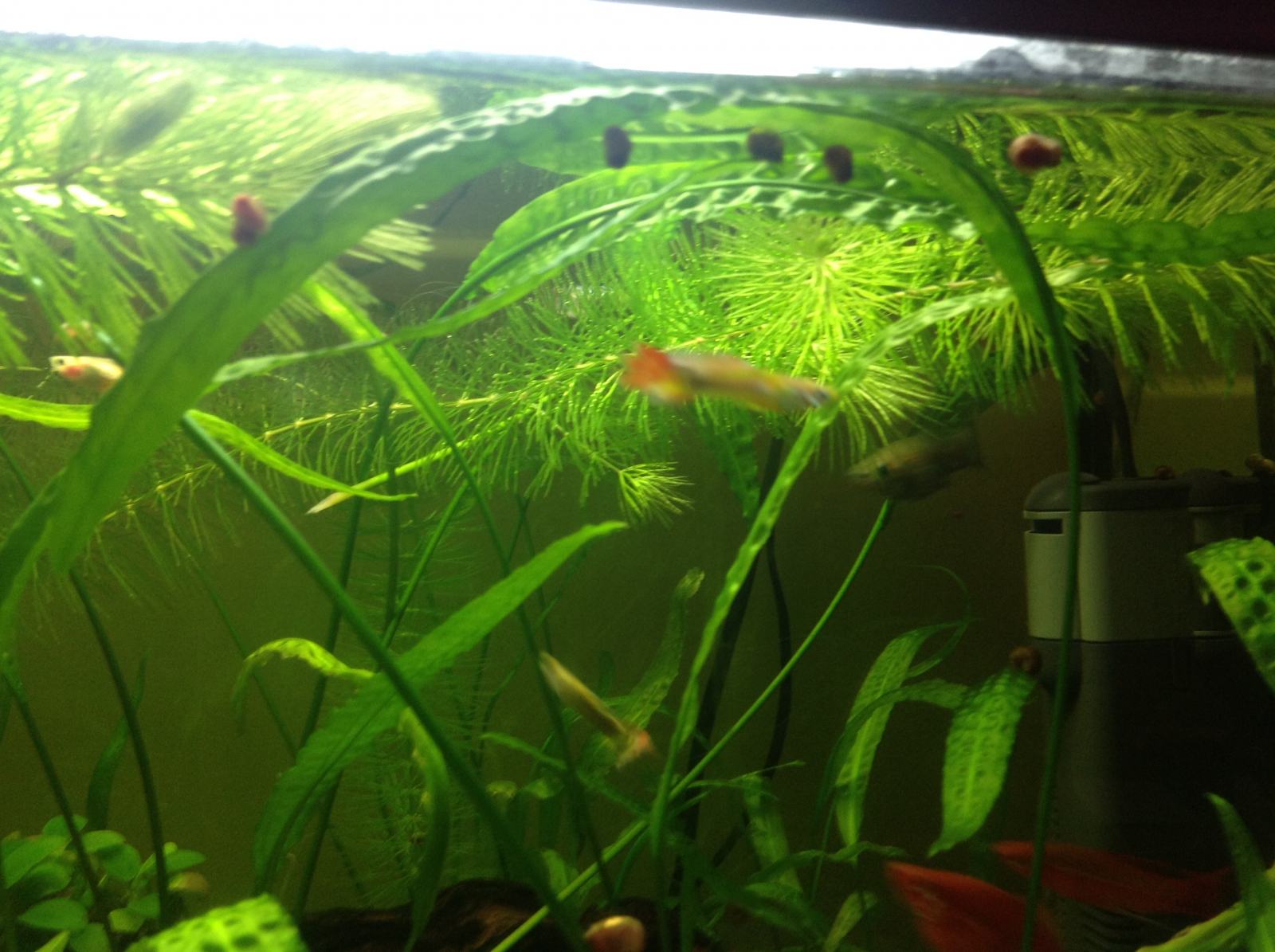 Prodajem ribice guppy