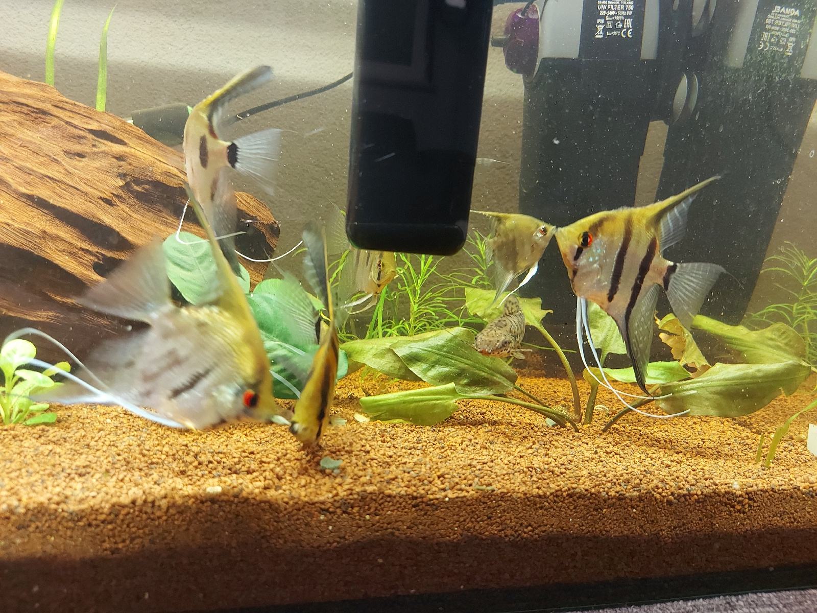 prodajem skalare smoke i zebra