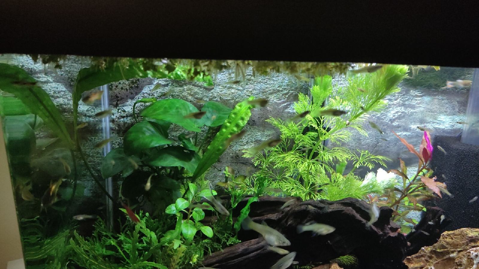 Prodajem akvarijske tropske ribice - mladi endleri