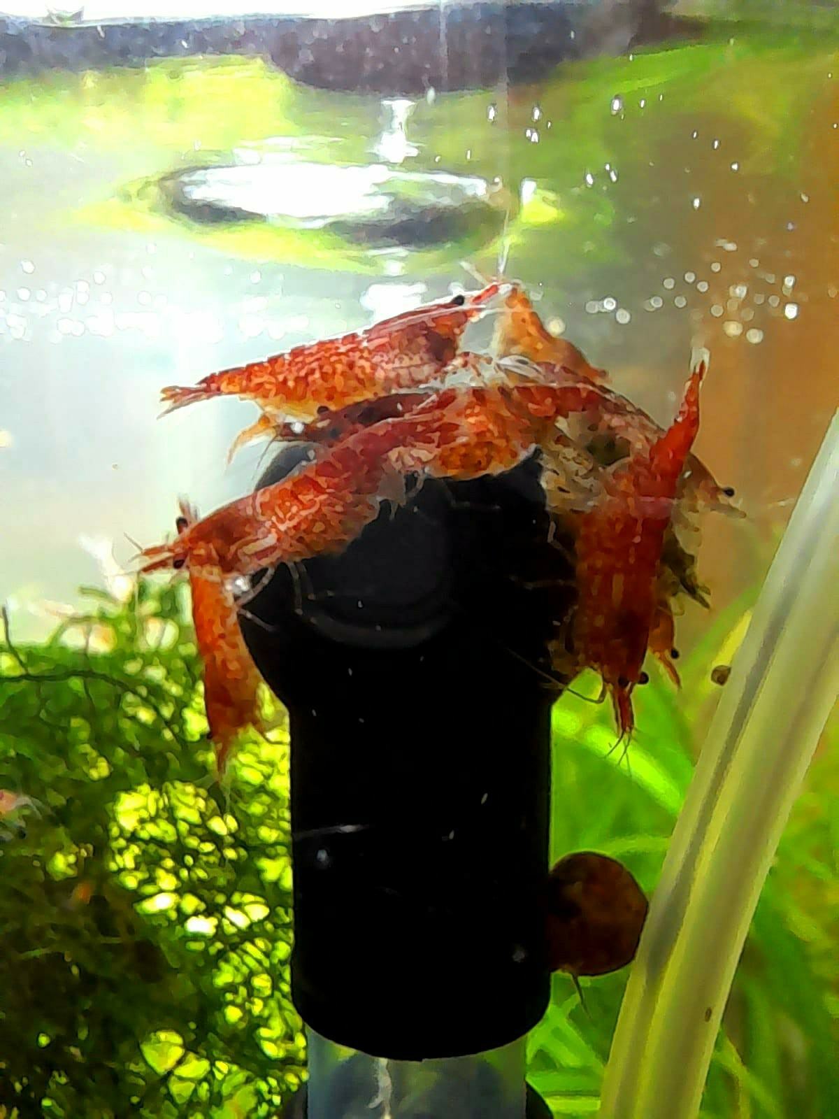 Kozice red sakura - podmladak