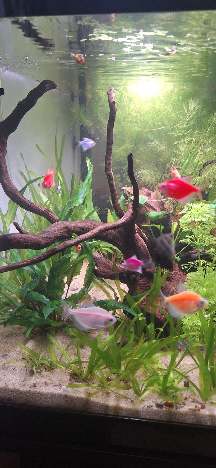 Ribe color tetre, dostava do Zagreba