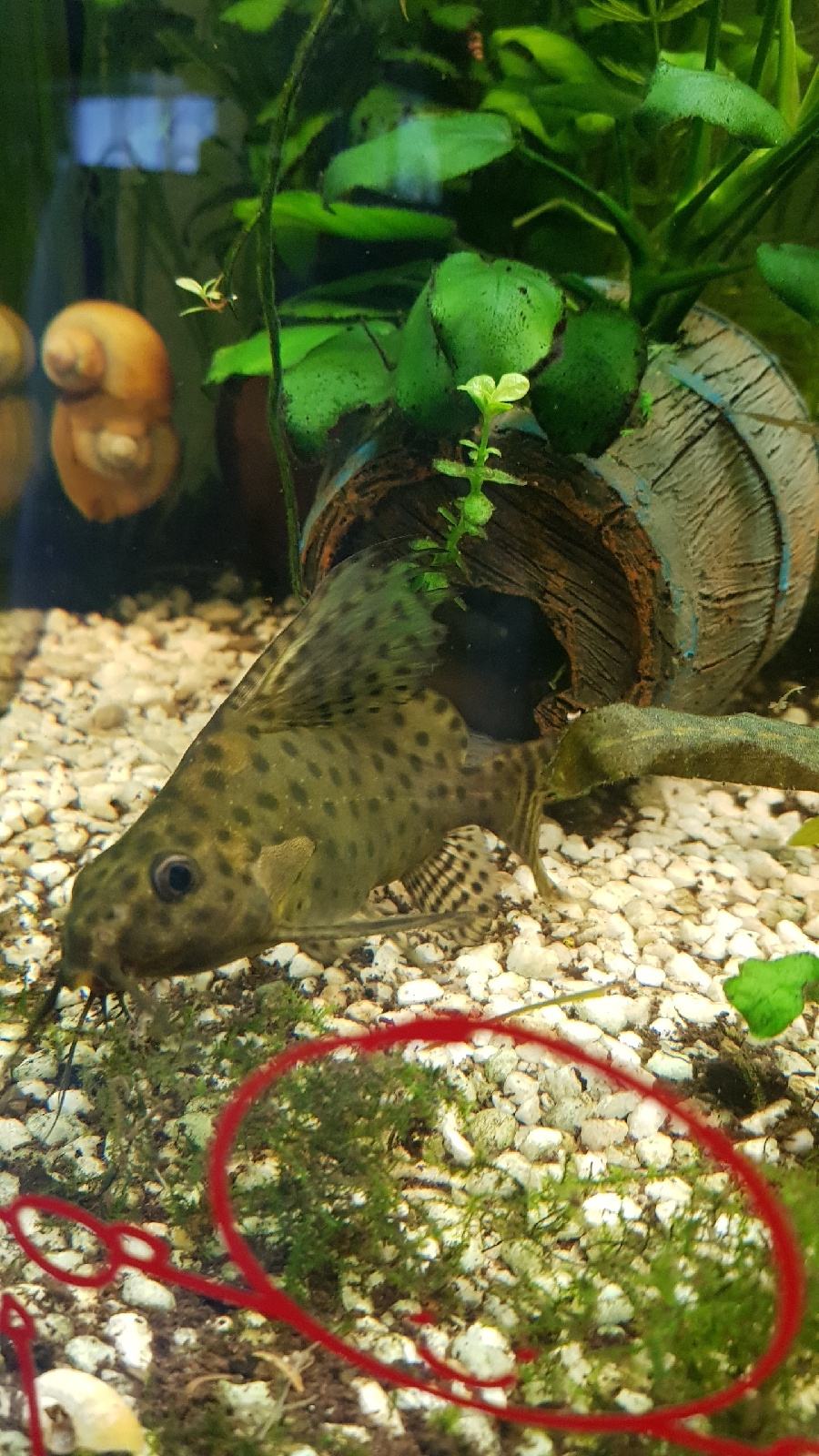 Ribica