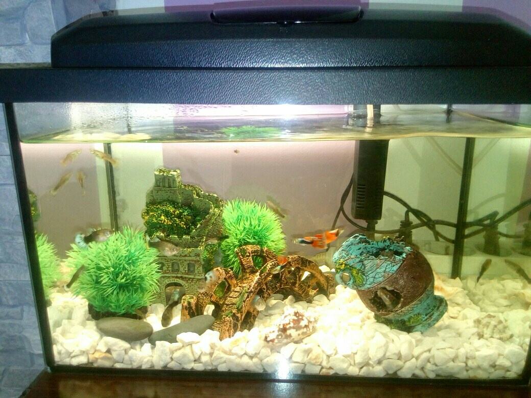 Ribice+akvarij+komplet oprema