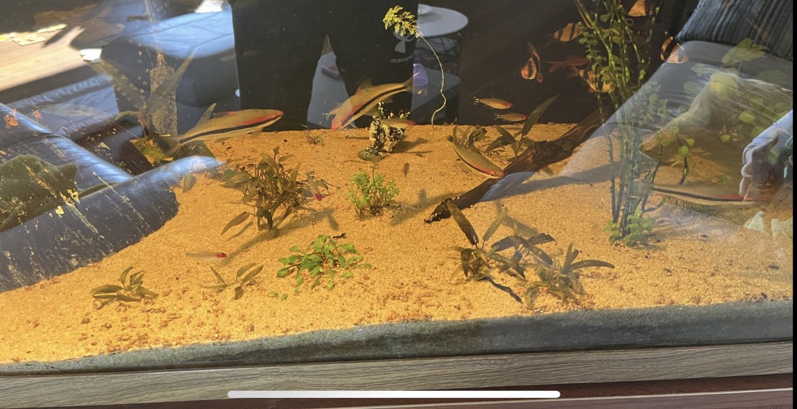 Ribice i biljke razne