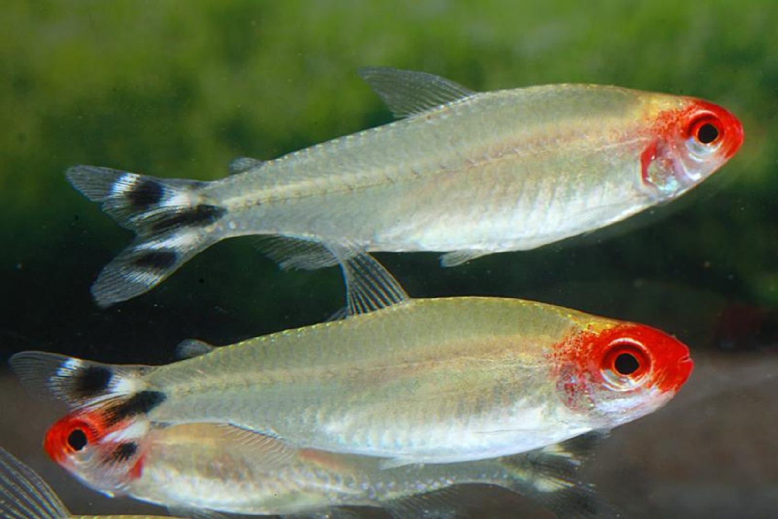 Rodostomus 1.40 eura