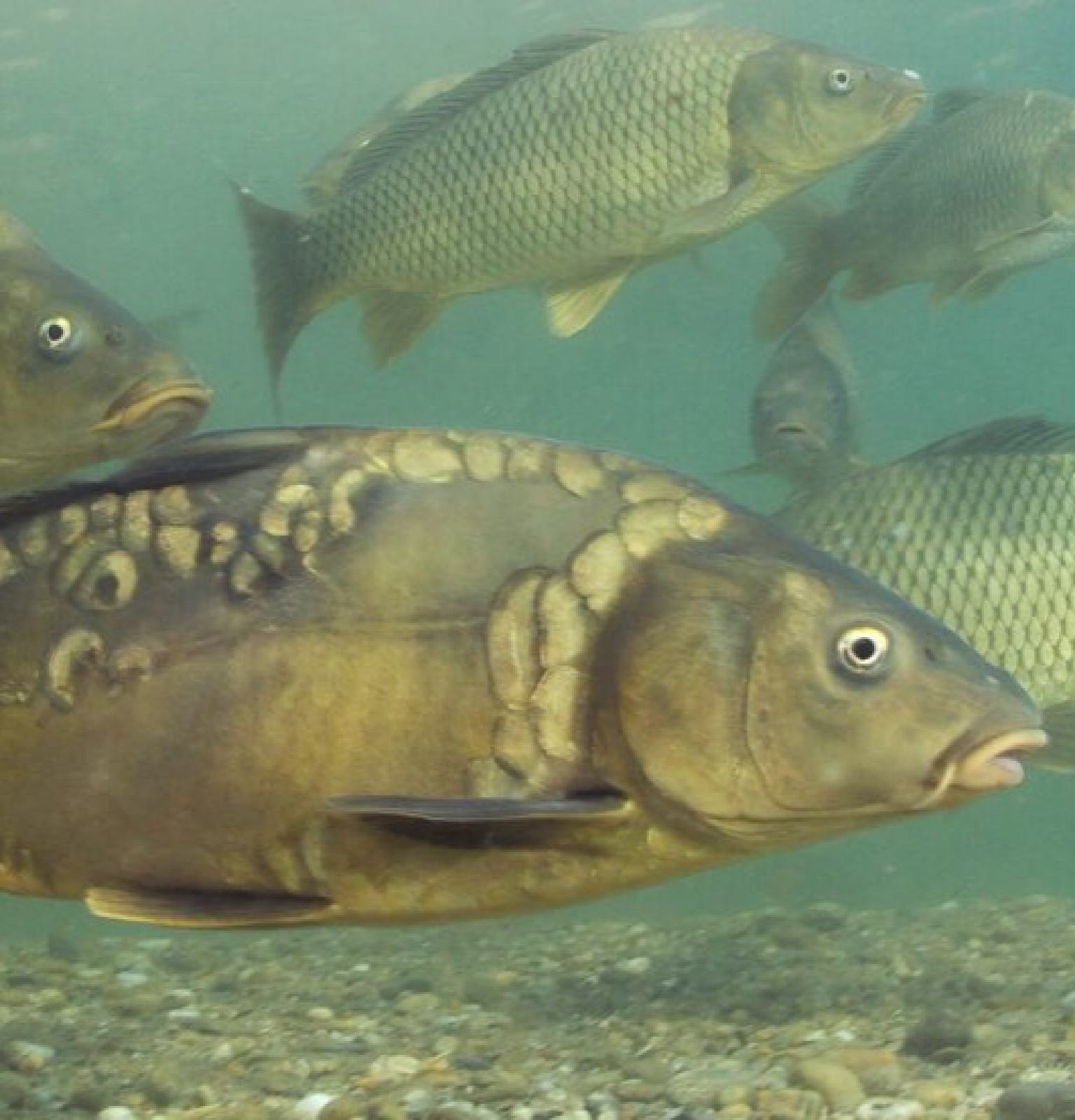 Šaranska mlađ - Mlađ šarana - Šaran