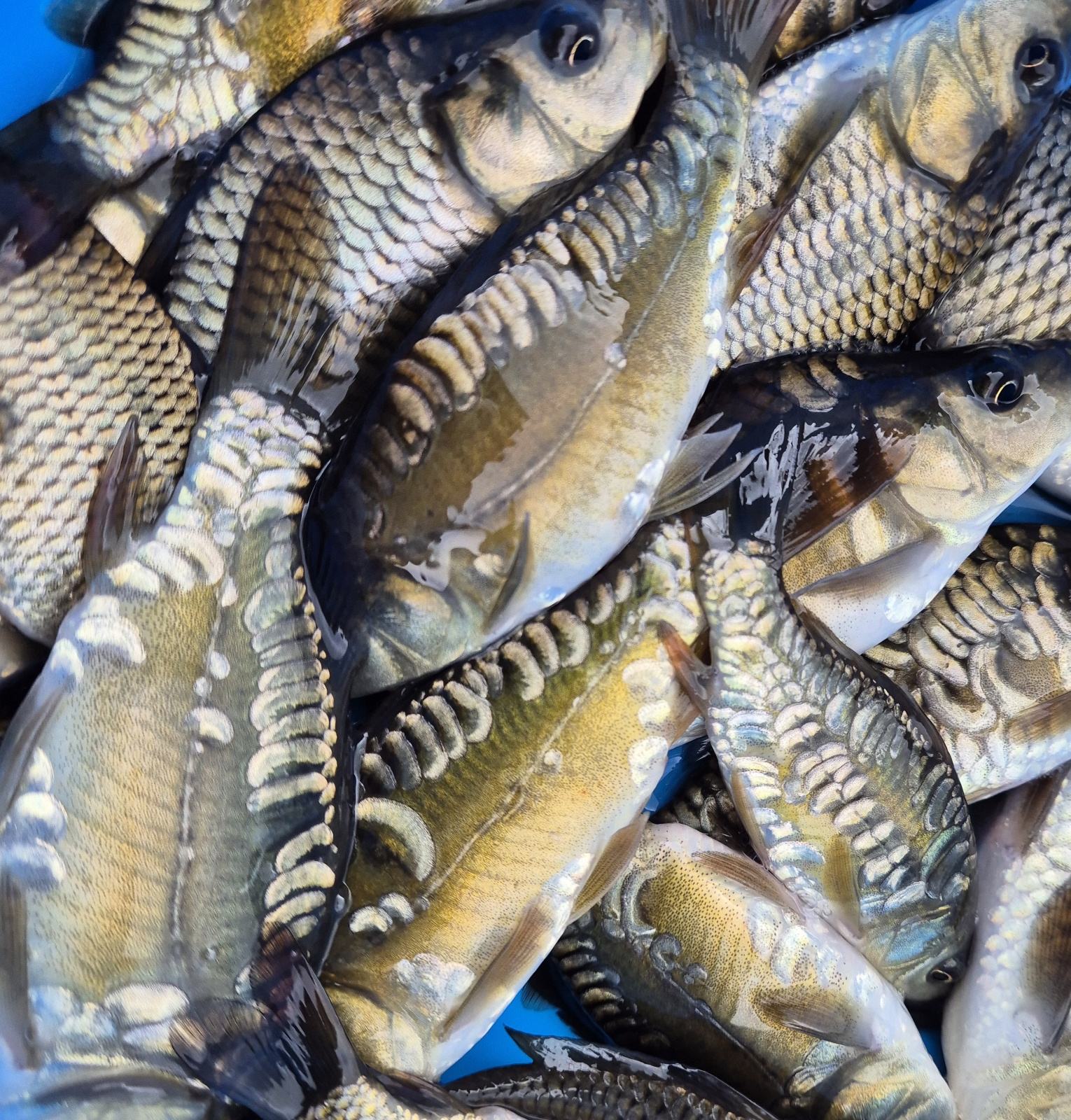 Šaranska mlađ - Mlađ šarana - Šaran