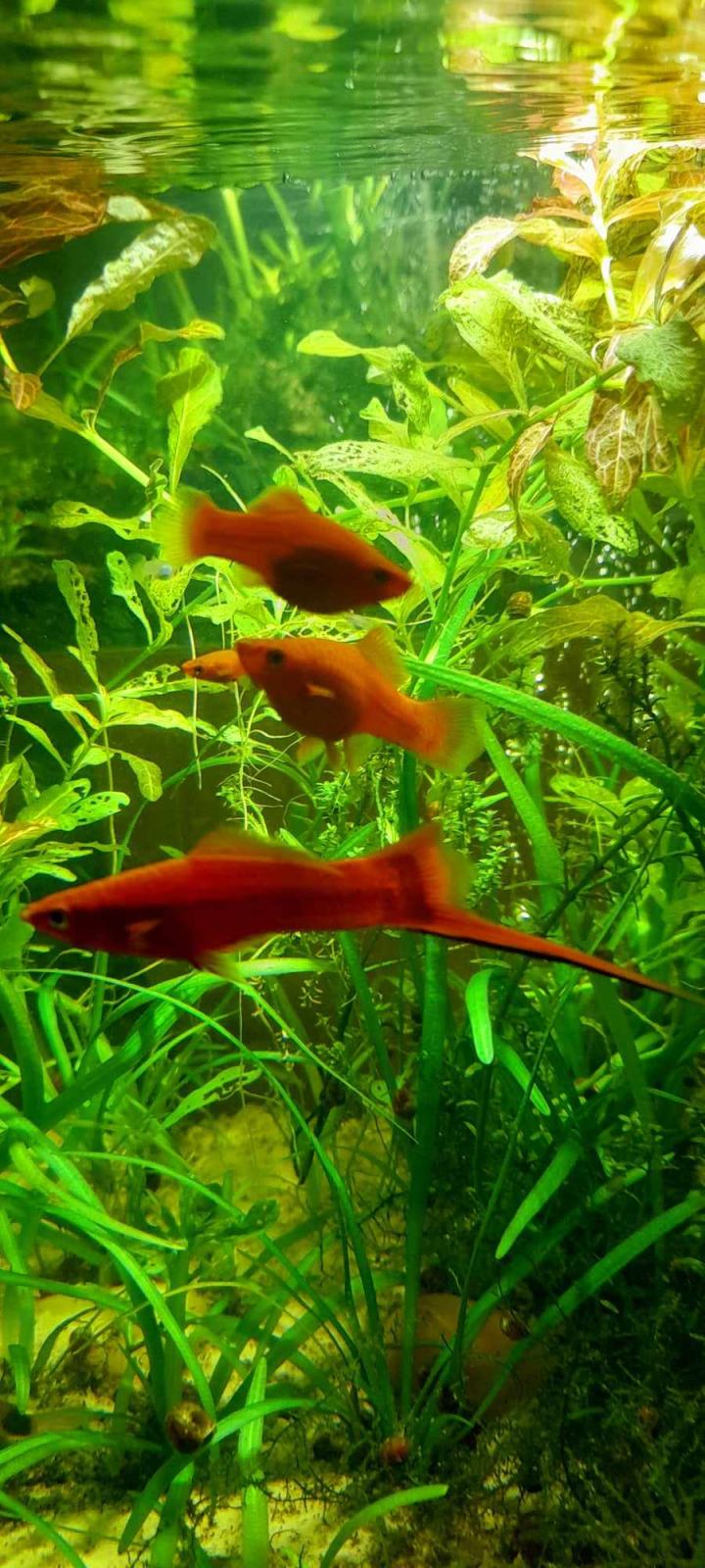 Švert ribice male i velike