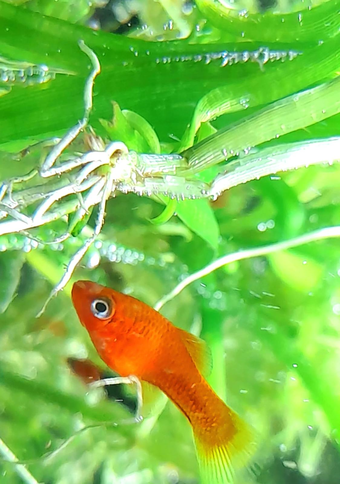 Švert, sabljonoša - ribice