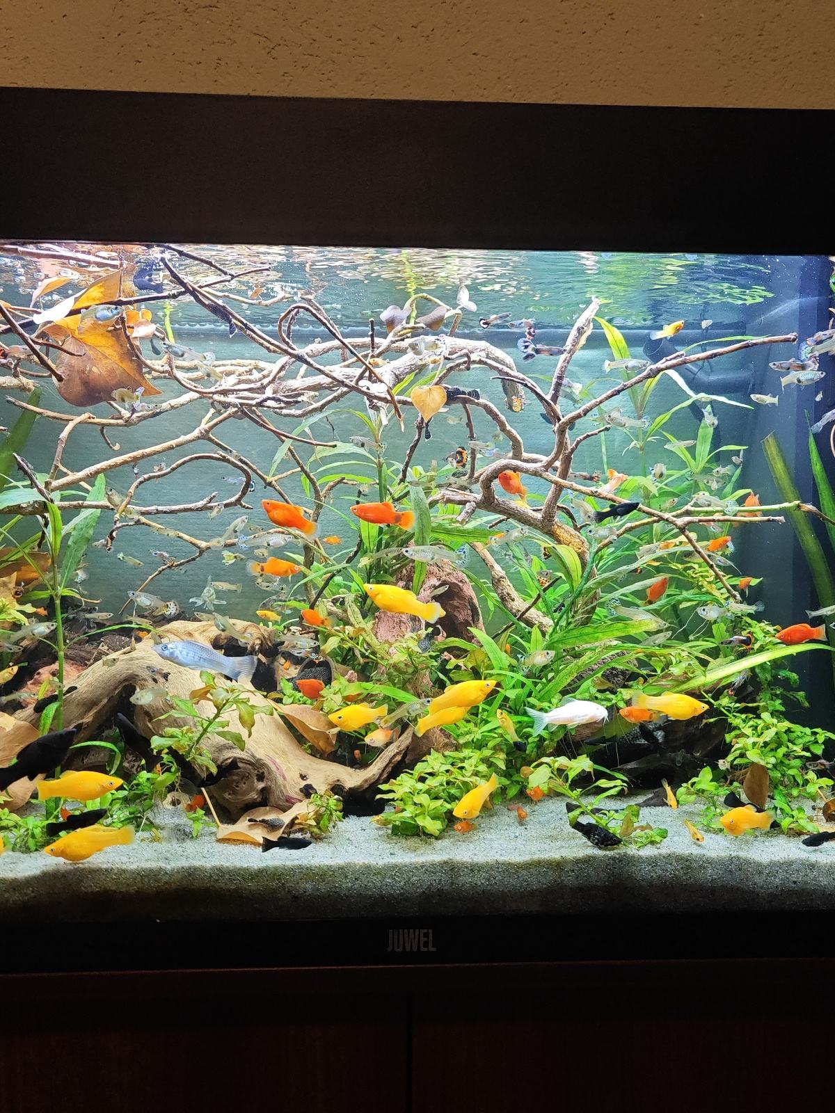 Tropske akvarijske ribice