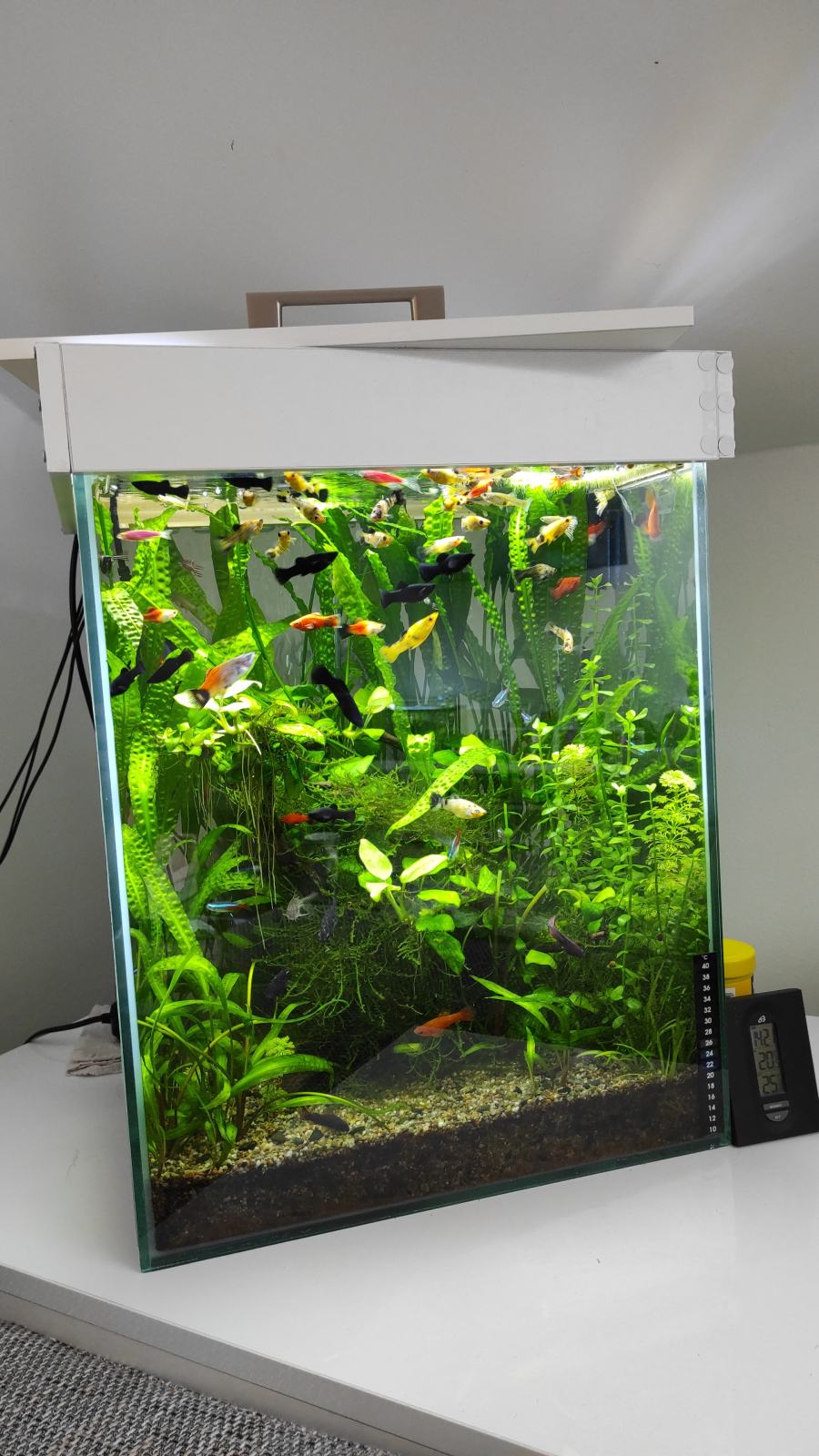 Tropske ribice 10 kn