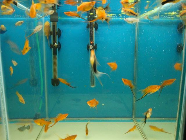 VILASTI KSIFO,PLATI,SKALARI...ITD